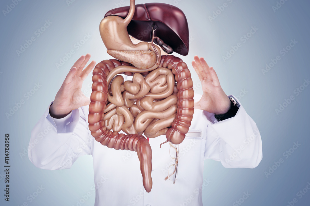 Doctor with stethoscope and digestive system on the hands . High ...