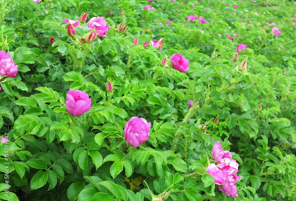 Foto de Rosa Rugosa, auch Sylter Rose oder Kartoffelrose genannt do ...