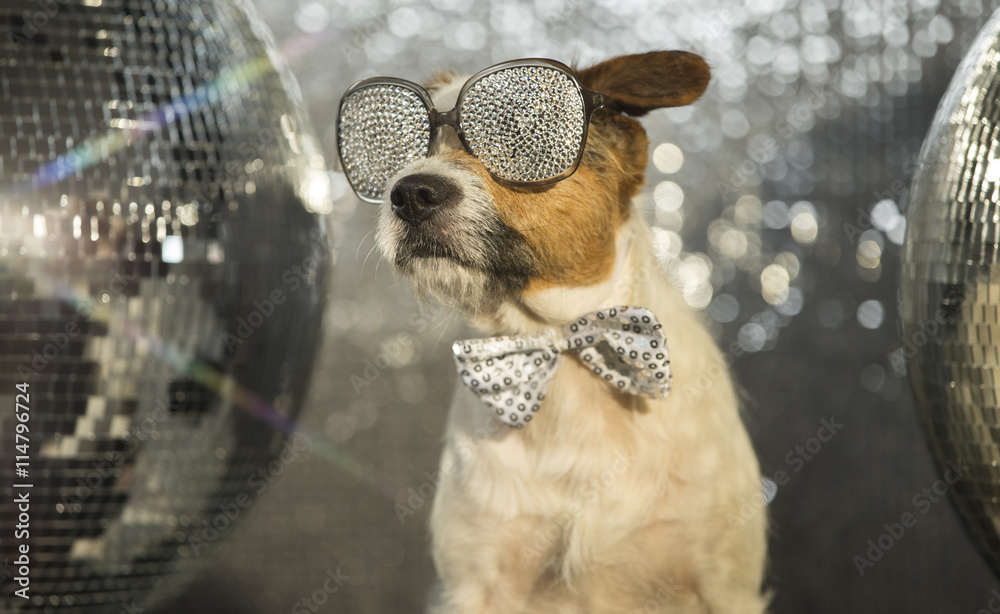 Foto de dog disco do Stock | Adobe Stock