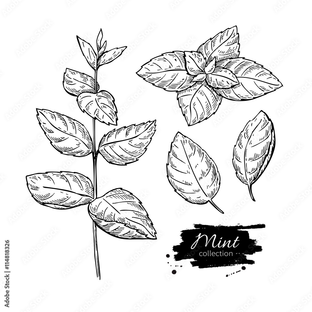 mint-vector-drawing-set-isolated-mint-plant-and-leaves-herbal-vector