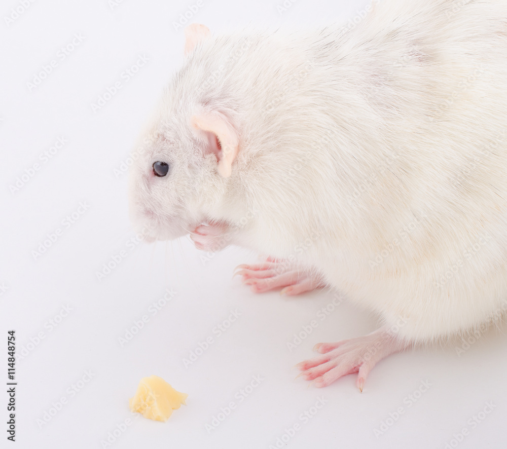 Funny white rat sitting with its front paws folded next to a small ...