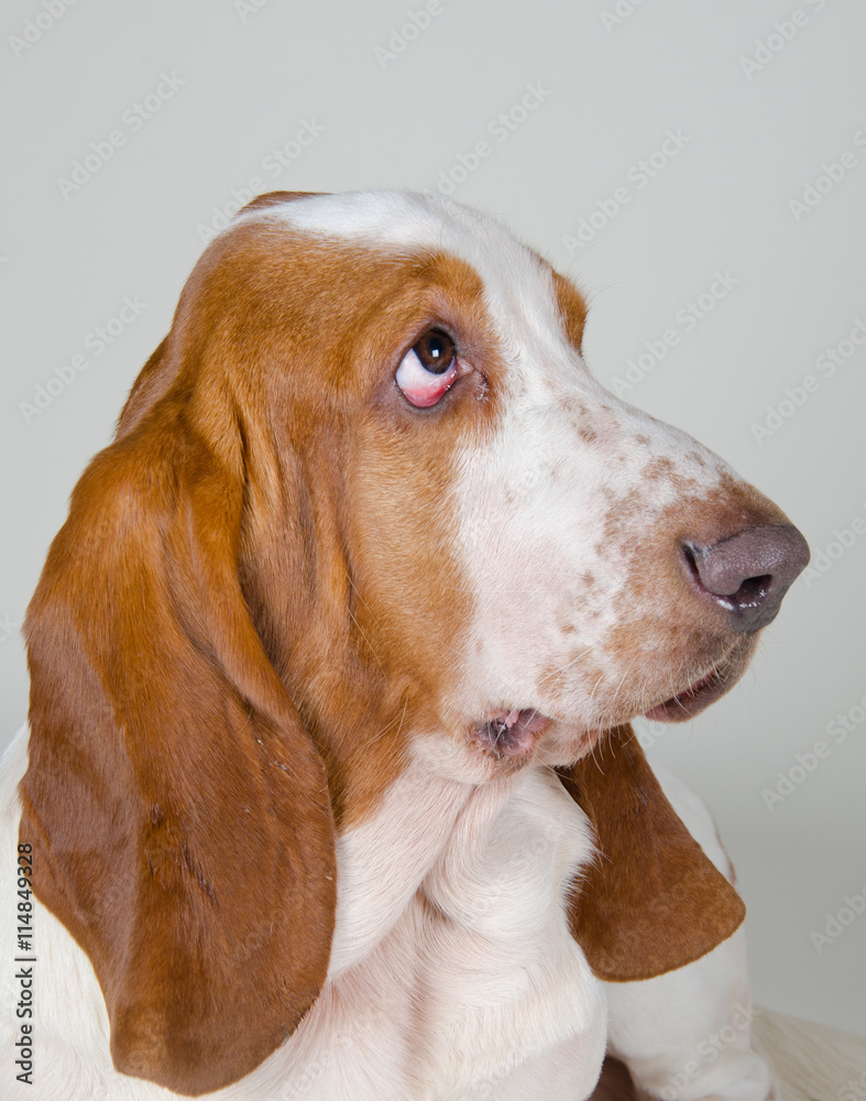 Sad Basset Hounds