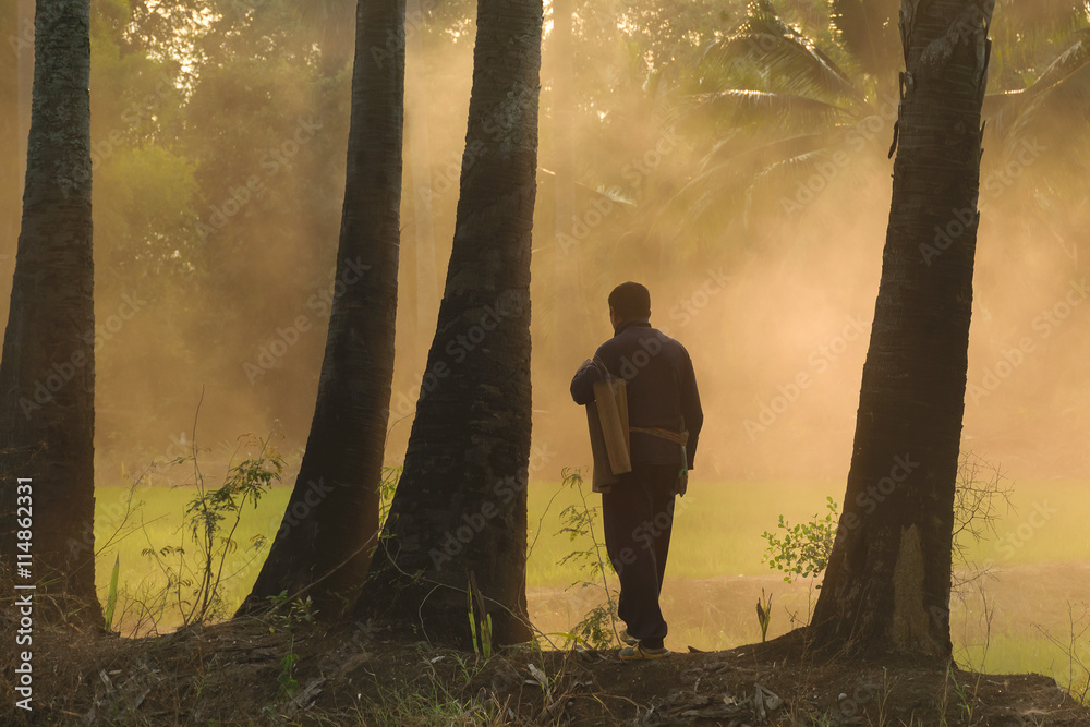 The man walks between Palmyra palms in the morning after he taped the ...