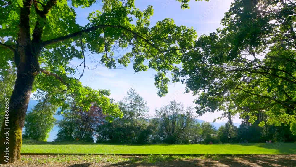 Vidéo Stock 4K Green City Park, Urban Forest Tree Landscape | Adobe Stock