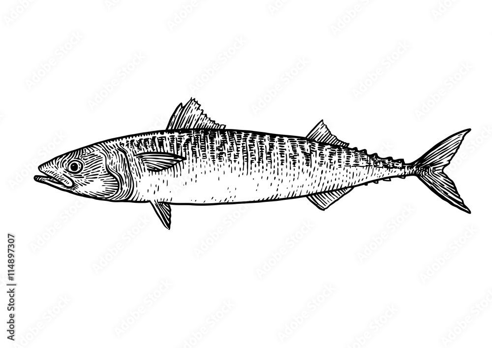 scale, fin, water, food, fish, illustration, engrave, line, drawing ...