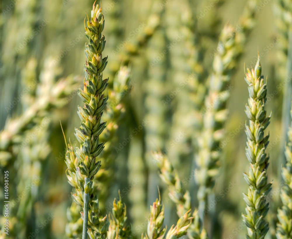 Getreidefeld Roggen im Sommer vor der Ernte Stock Photo | Adobe Stock