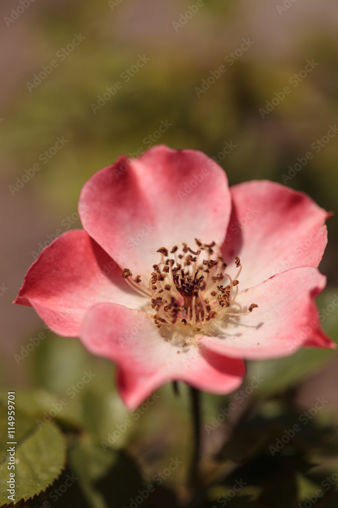 Happy Chappy pink apricot rose, rosa, flower blooms as ground cover in ...