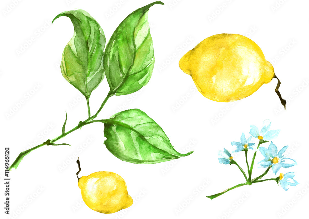 Watercolor set consists - fruit of the lemon, its flowers, branches ...