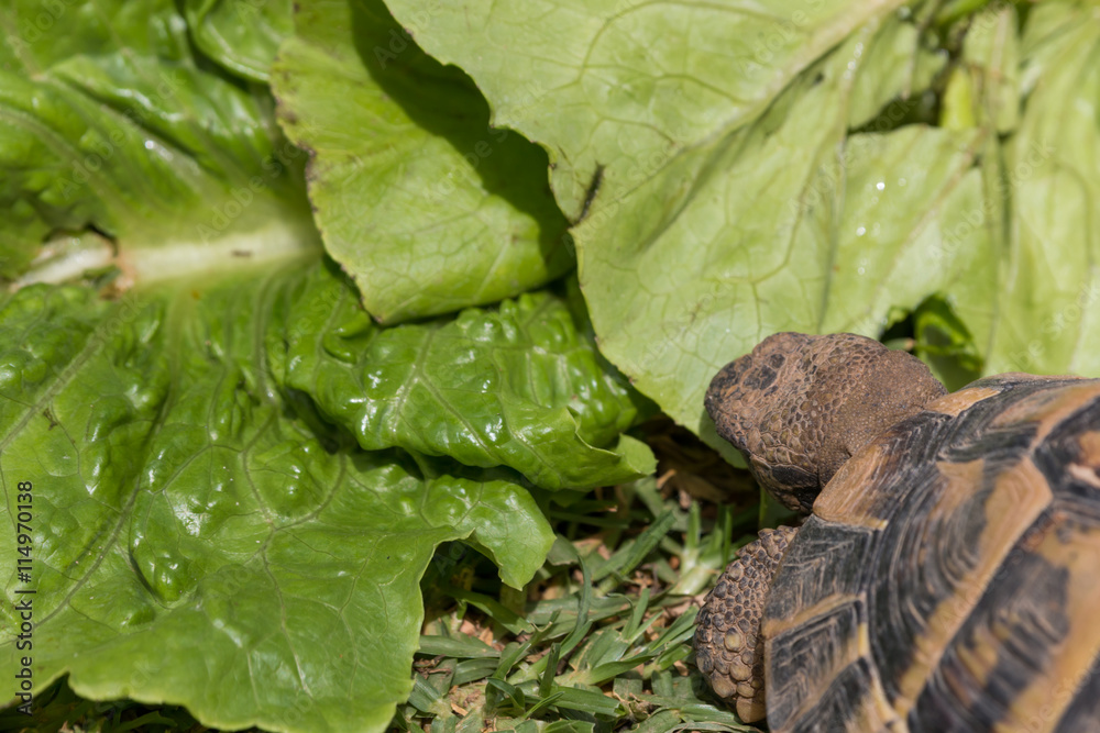 Hungry turtle eating green lettuce Stock Photo | Adobe Stock