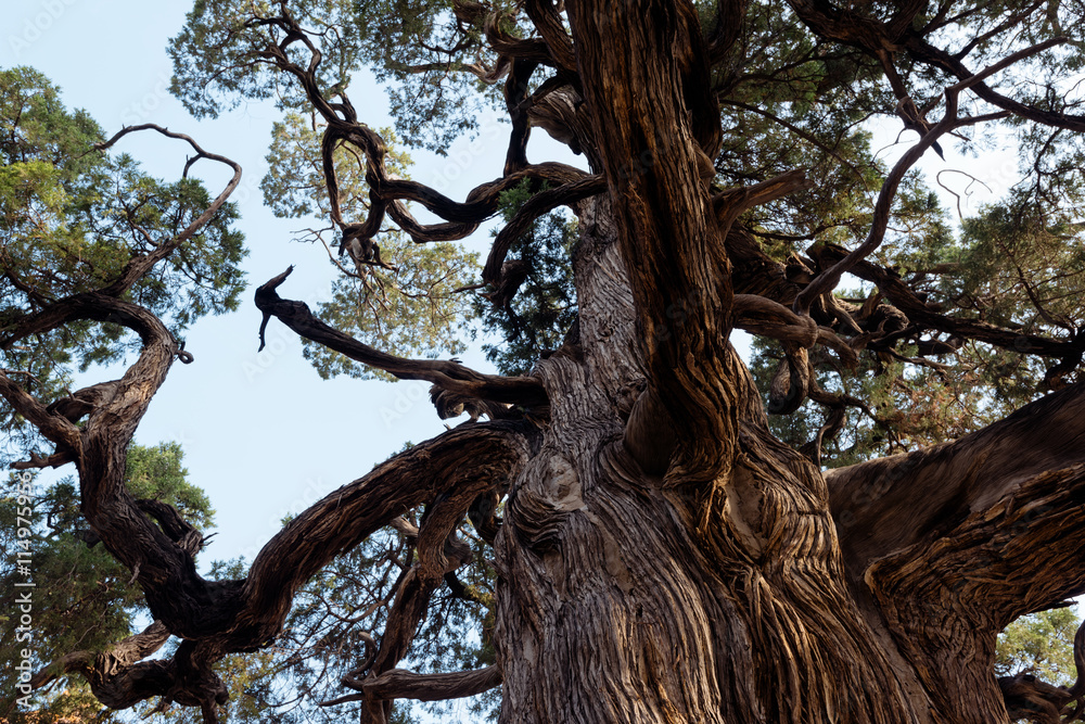 A 700 years old cypress tree at Beijing Temple of Confucius Stock Photo ...