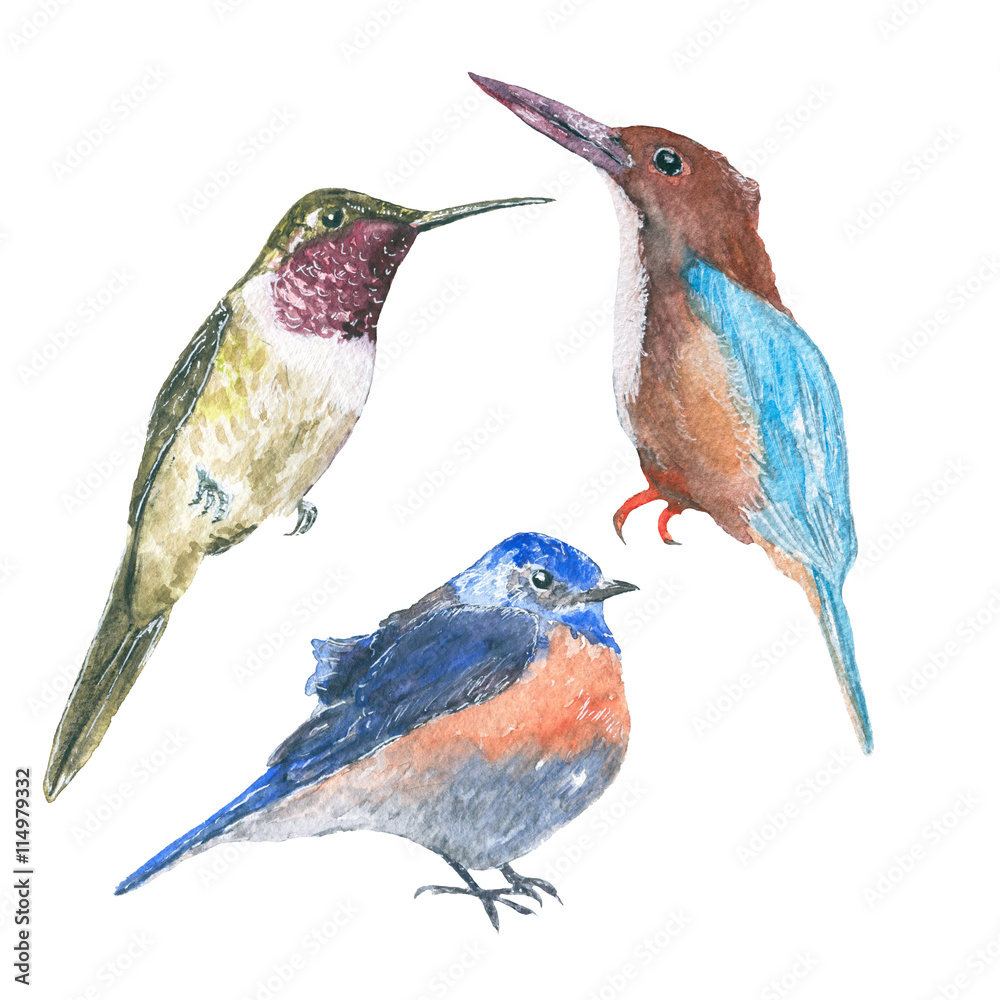 set birds. Watercolor painting, wildlife Stock Illustration | Adobe Stock