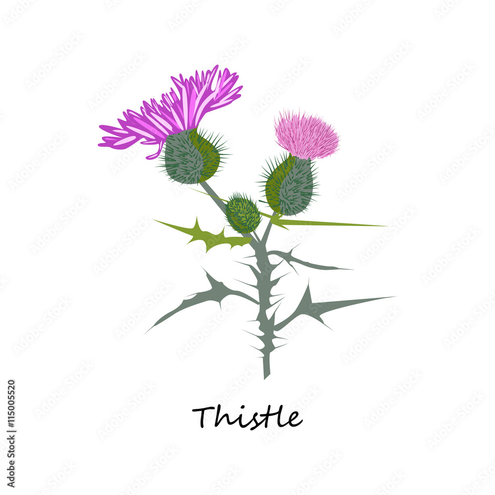 Thistle. Hand drawn illustration of a thistle flower and bud with ...