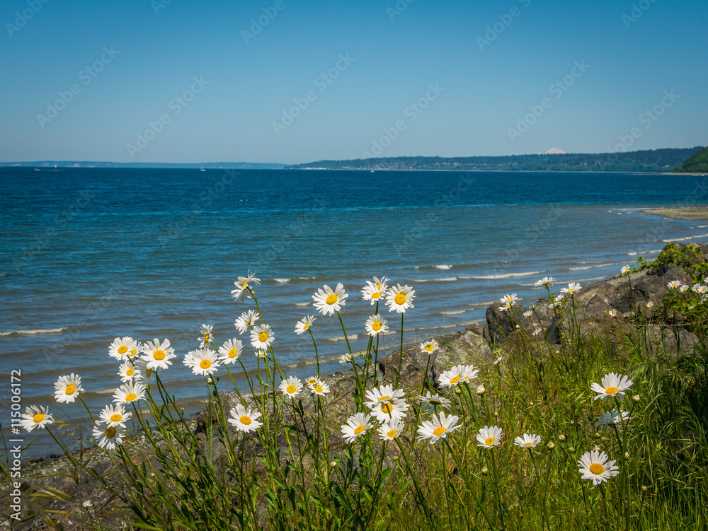 Daisy Flowers And Beaches