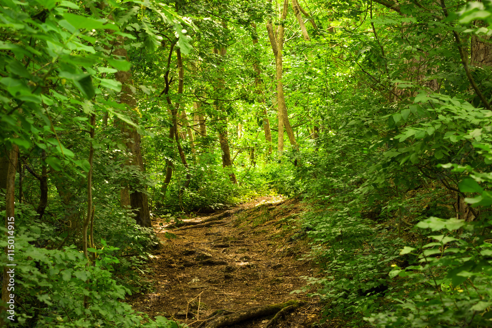 Natural worn path leading into thick dense woods. Nature Background ...