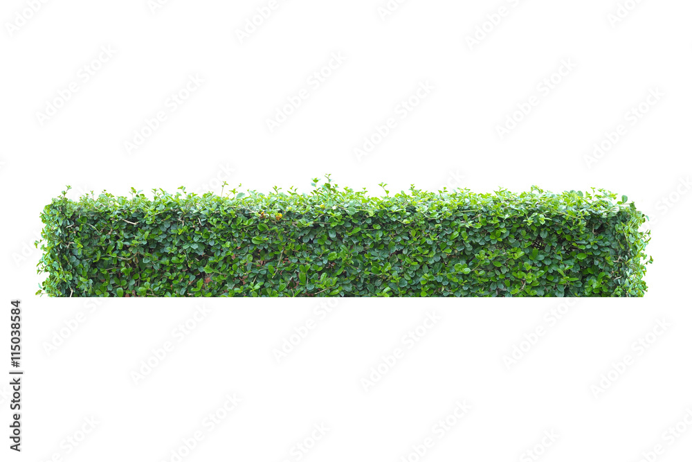 bush isolated Stock Photo | Adobe Stock