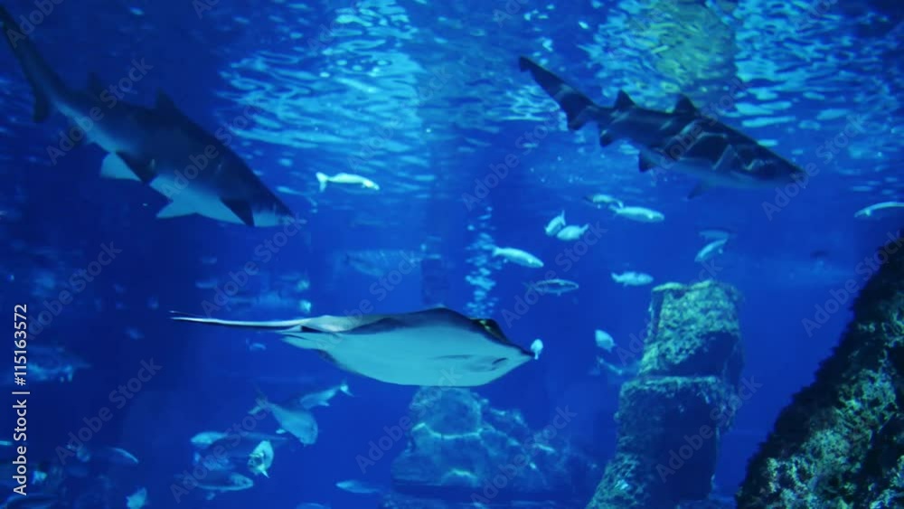 Great white shark and stingray swim surrounded by a multitude of fish ...
