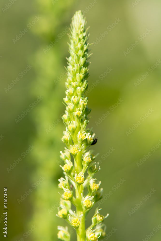 Inflorescence Spike