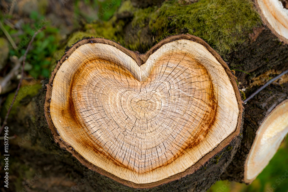 Heart of tree Stock-Foto | Adobe Stock