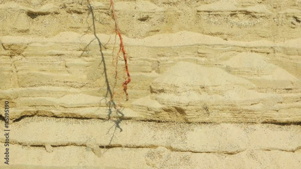 Sand and grit continues to trickle and crumble from the exposed tree ...