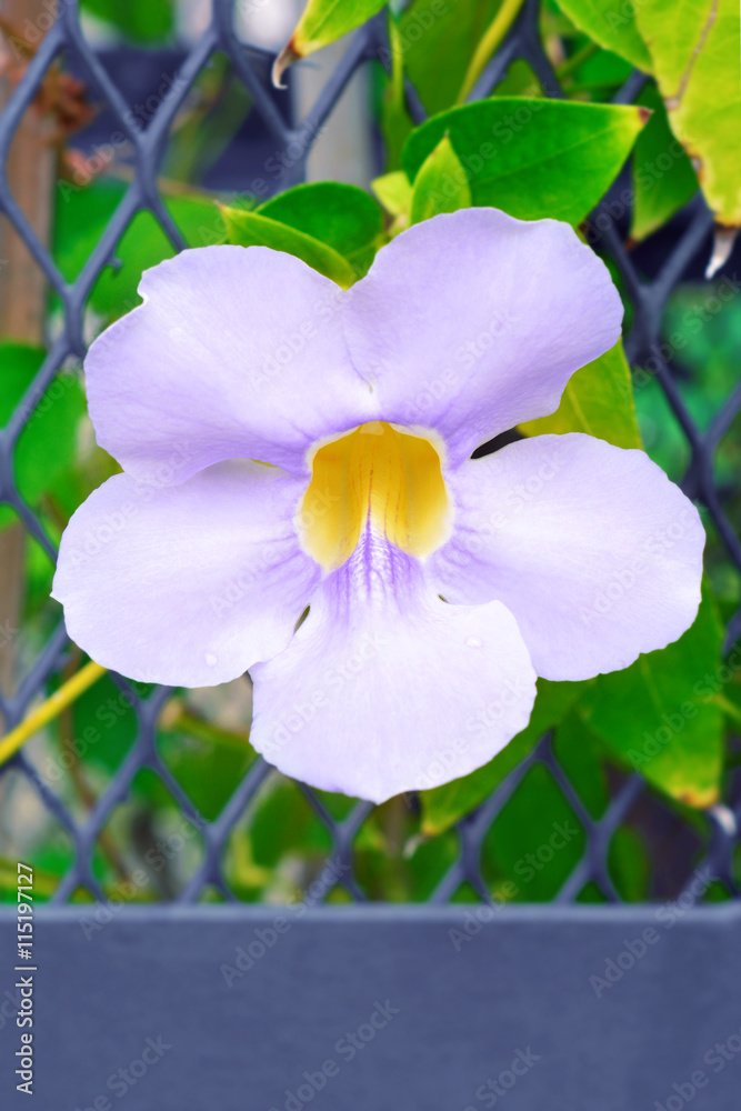 Thumbergia laurifolia flower (Blue trumpet vine, Thunbergia grandiflora ...