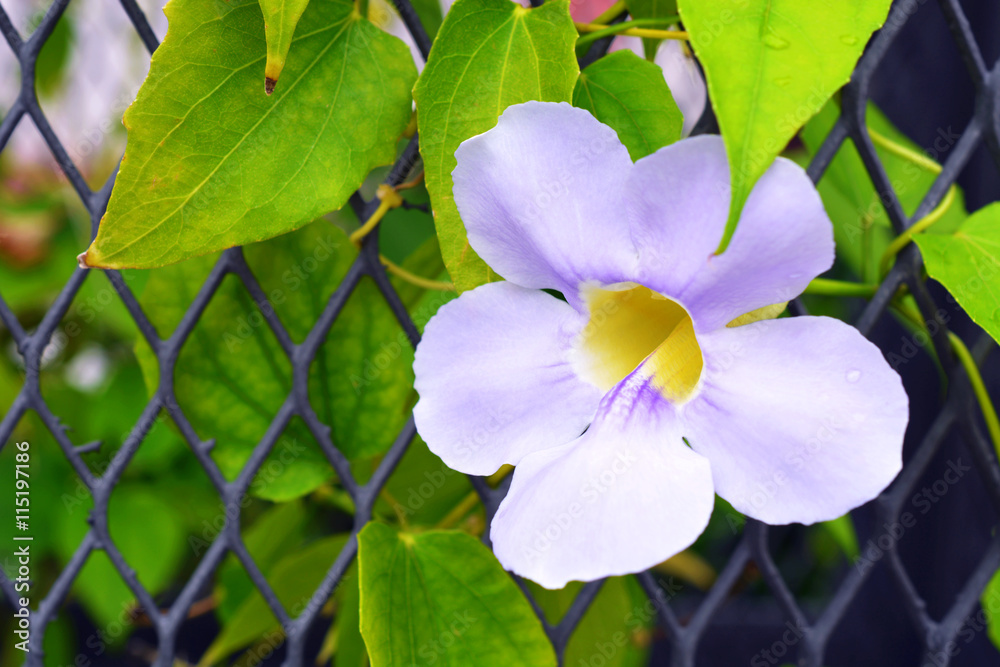 Thumbergia laurifolia flower (Blue trumpet vine, Thunbergia grandiflora ...
