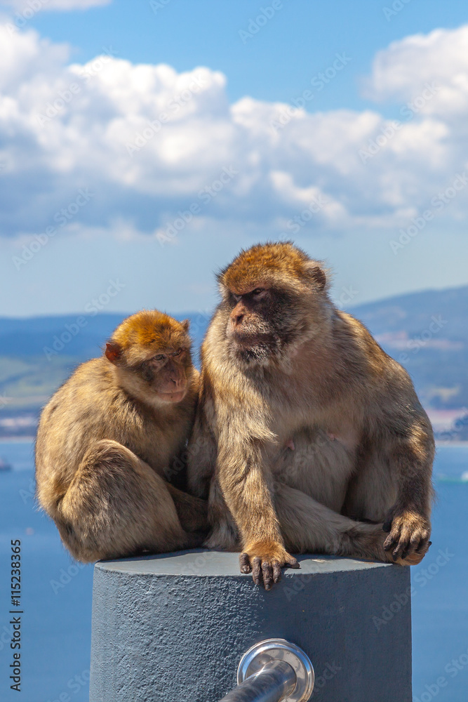 Close up of the famous wild macaques that are relaxing in Gibraltar ...