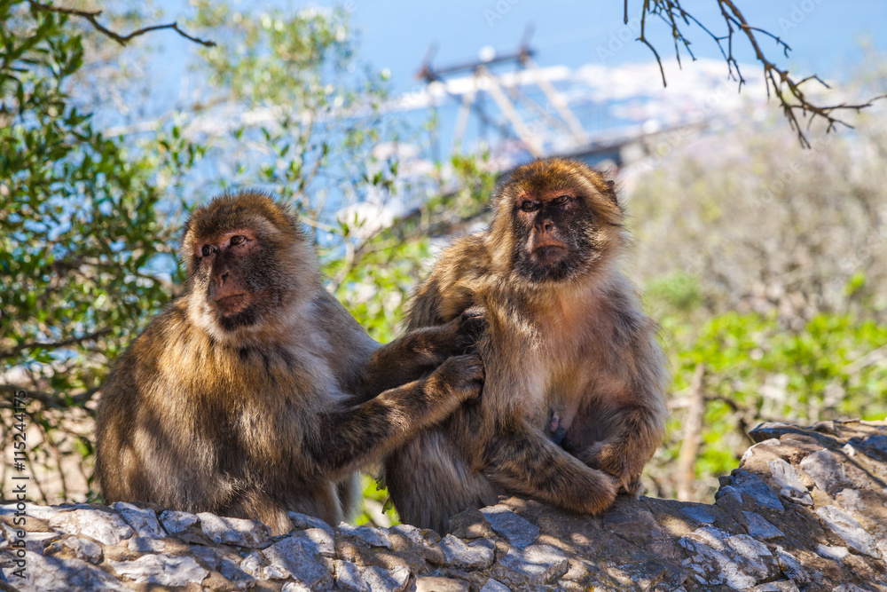 Close up of two wild macaques or Gibraltar monkeys, one of the most ...