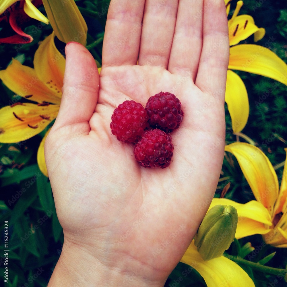 three bright berries in a girl's hand Stock Photo | Adobe Stock