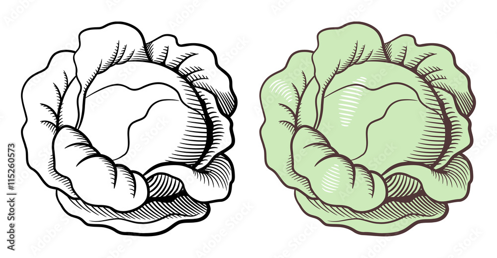 Stylized illustration of cabbage. Vector, isolated on white. Outline ...