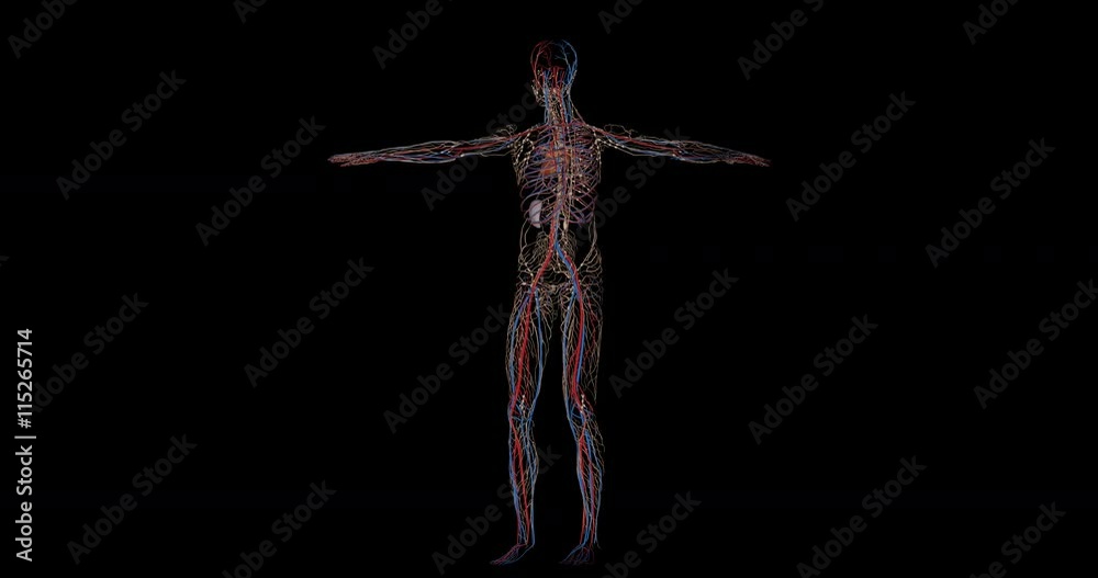 Animation of the circulatory system or cardiovascular system of a human ...