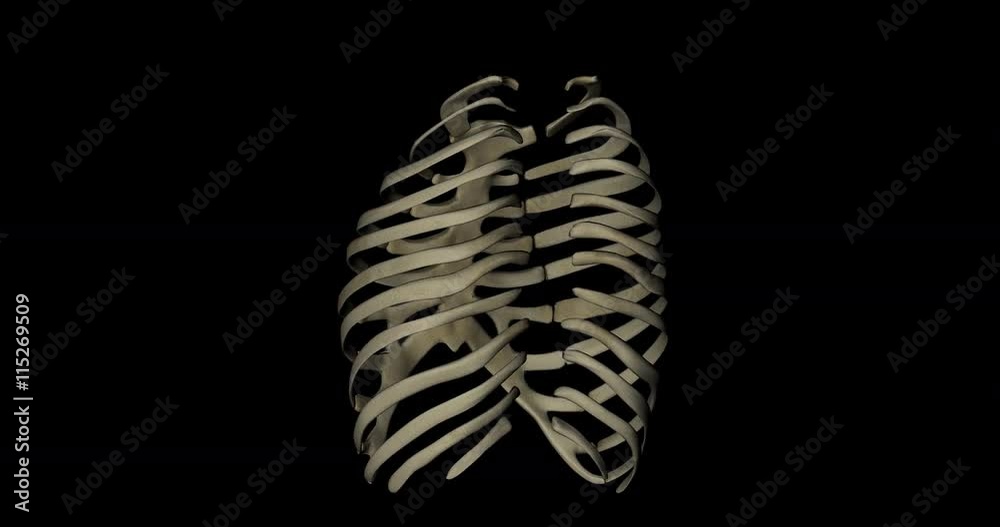 Animation of thorax structure of a human body, ribs, sternum and ...
