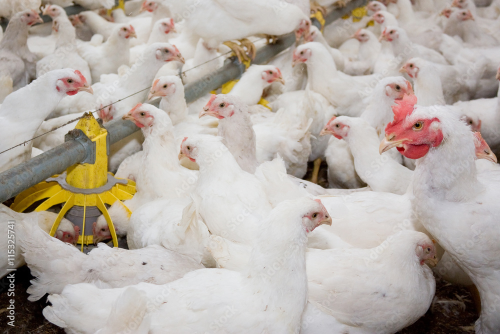 Young broiler chickens at the poultry farm Stock Photo | Adobe Stock