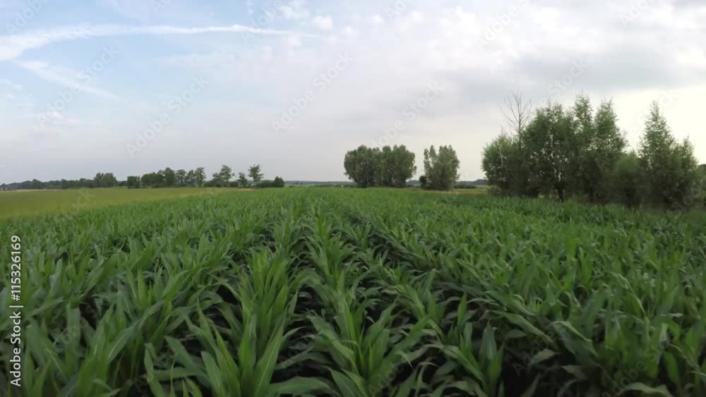 Vidéo Stock Aerial fast and low over corn field young green maize ...