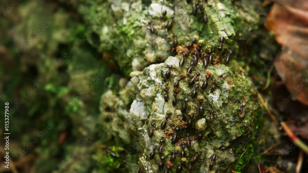 Huge swarm of Hospitalitermes hospitalis termites, known for their ...