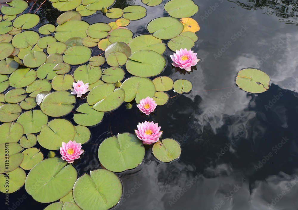 Water lily (Nymphaea) aquatic plants with large floating on the water ...