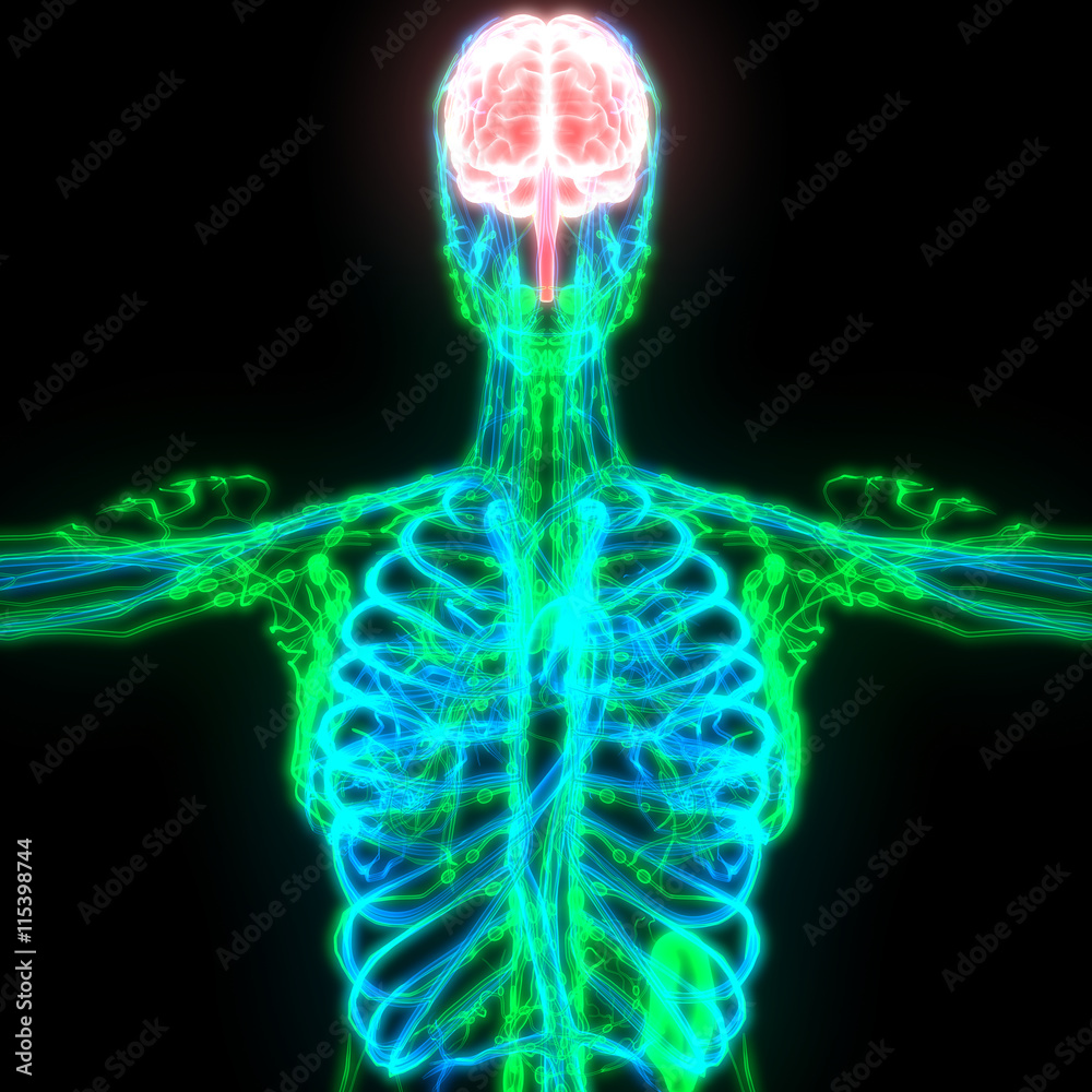 Human Brain with Nerves, Lymph nodes, Veins and Arteries Anatomy Stock ...