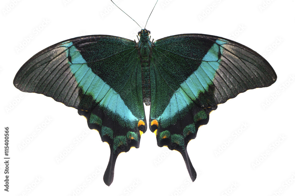 Monarch Butterfly with open wings in a top view as a flying migratory ...