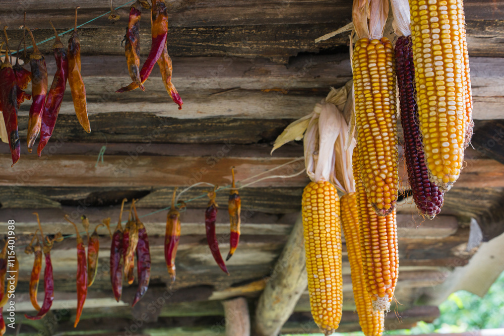 Dried corn on the ceiling in a restaurant of medieval town of Perouges ...
