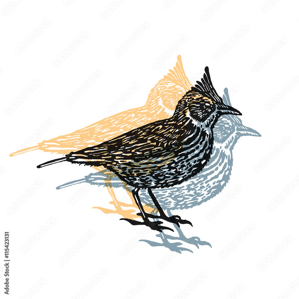 Vector Illustrated lark bird in engraved technic on white background ...