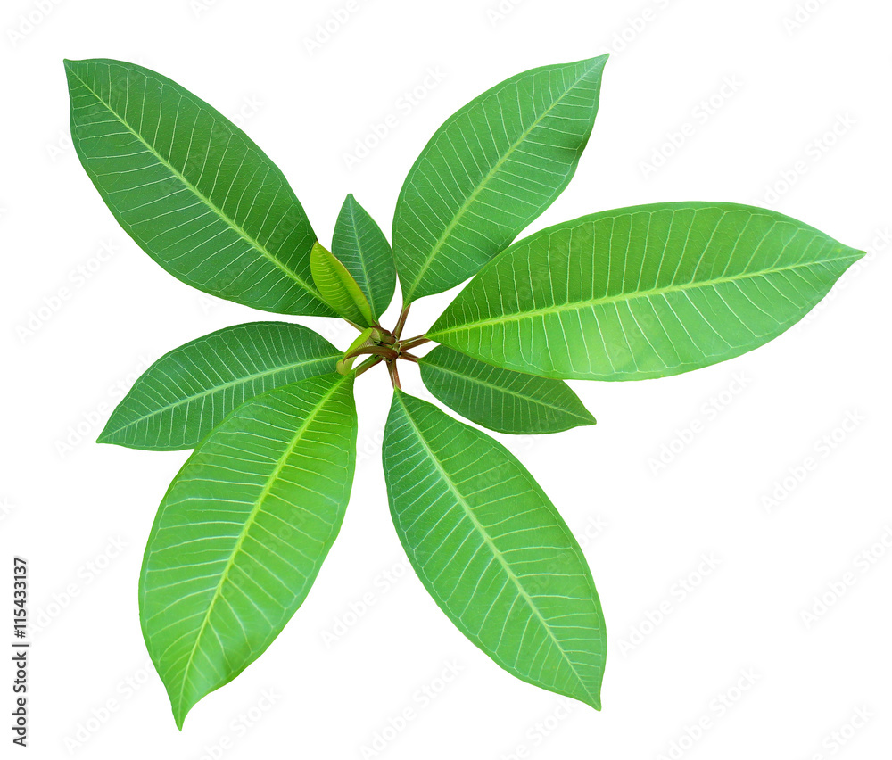 Top view of the small plant, green fresh leaf on center group branches ...