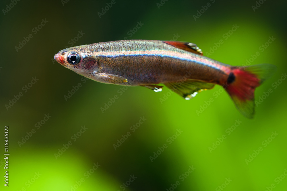Aquarium fish close-up. White Cloud Mountain minnow fish against soft ...