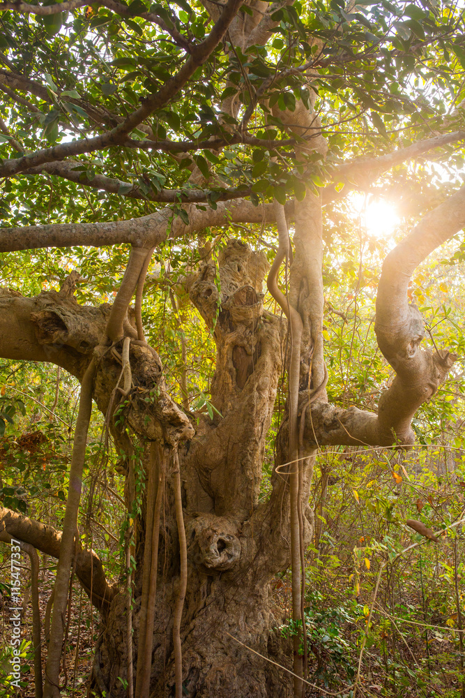 Tree of Life, Amazing Banyan Tree in morning sunlight. Stock Photo ...