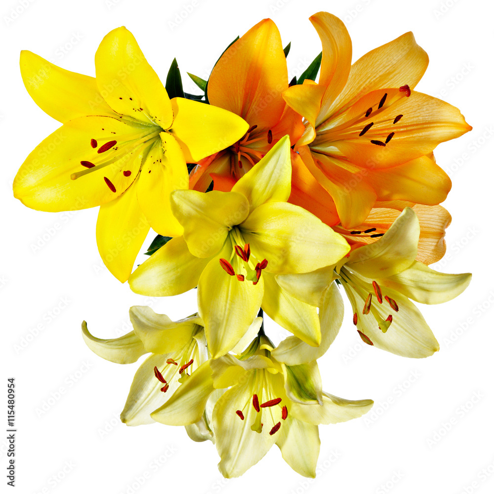 Top view of lily flowers Stock Photo | Adobe Stock