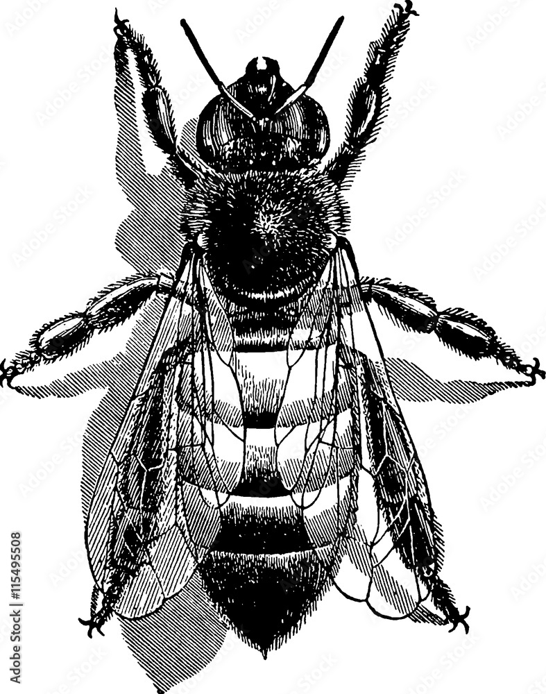 Vintage drawing bee Stock Illustration | Adobe Stock