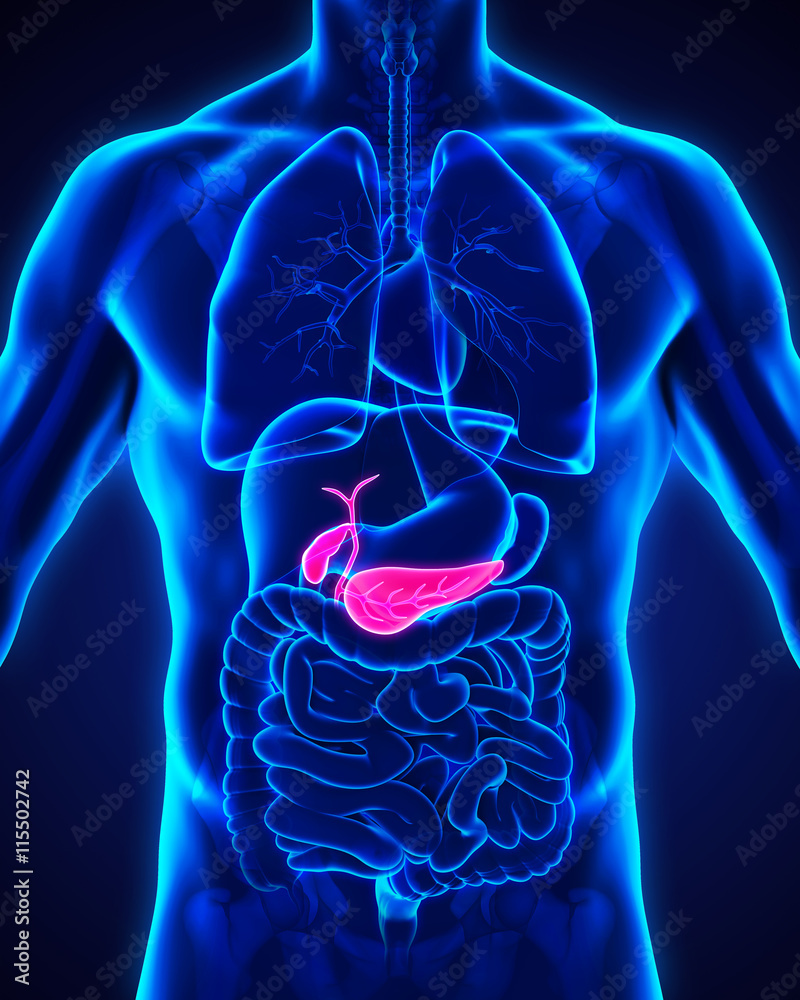 Human Gallbladder and Pancreas Anatomy Stock Illustration | Adobe Stock
