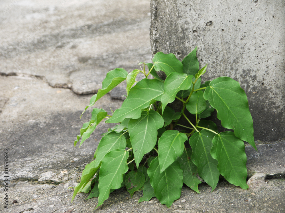 Small bodhi tree growing in concrete Stock Photo | Adobe Stock