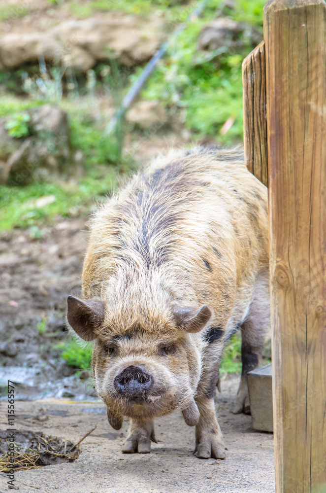 New Zealand Kunekune pig, the Maori name for this species of pig, means ...