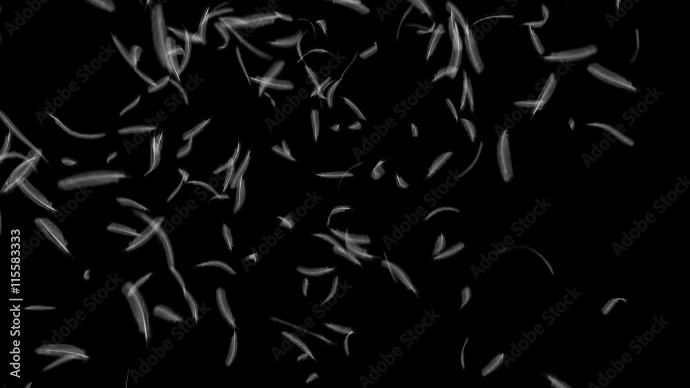 Feathers falling on black background 4K Stock Video | Adobe Stock