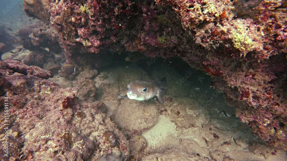 Solitary, wild porcupinefish, cohabitating with other various species ...