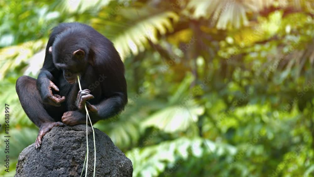Mature chimpanzee perches on a rock while chewing on a grass stalk in ...
